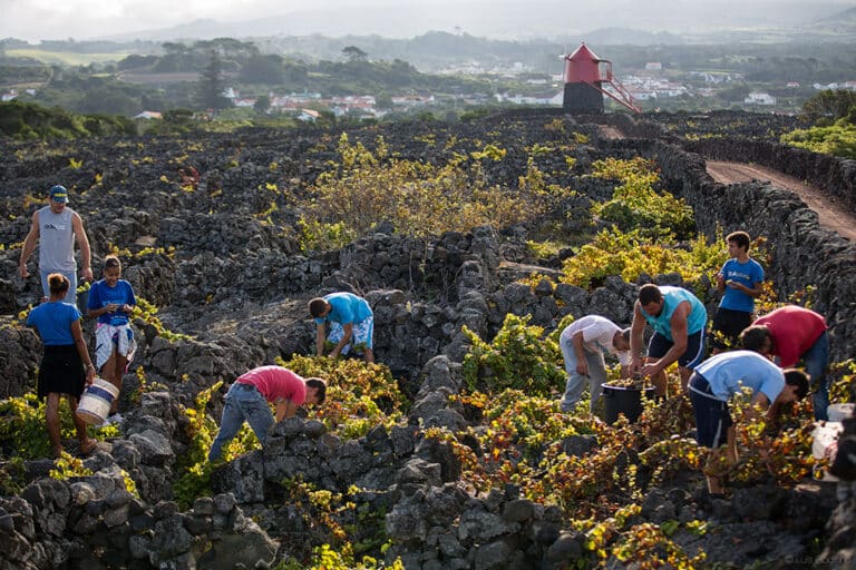 About Pico – Explore Pico