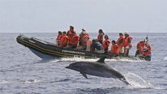 About Pico – Explore Pico